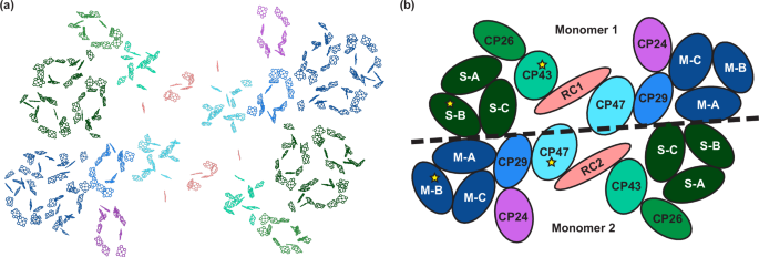 Design principles for energy transfer in the photosystem II ...