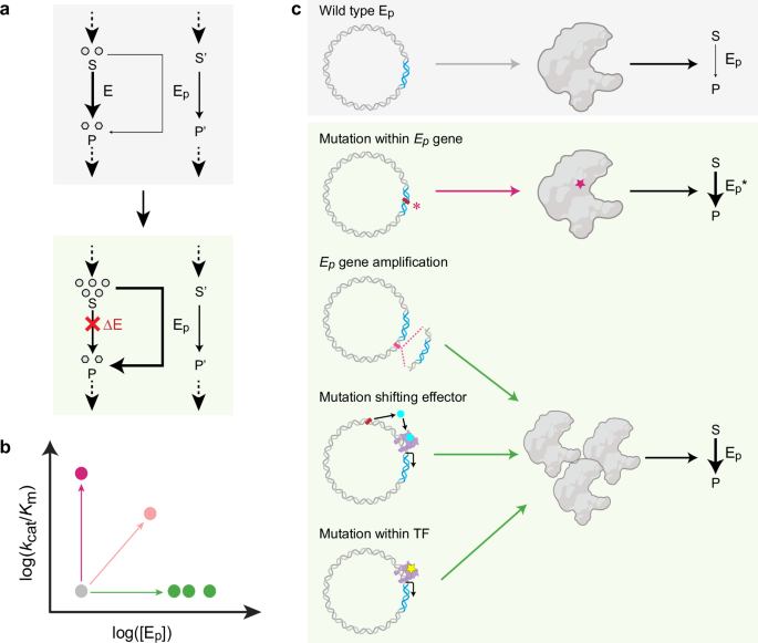 Adaptive laboratory evolution recruits the promiscuity of succinate ...