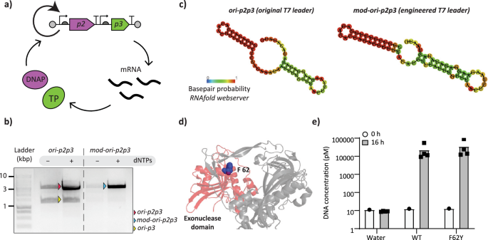 Darwinian Evolution of Self-Replicating DNA in a Synthetic Protocell ...