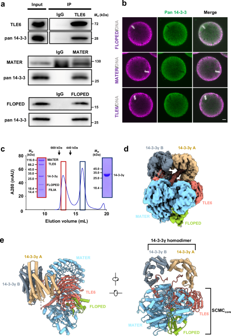 The subcortical maternal complex modulates the cell cycle during early ...