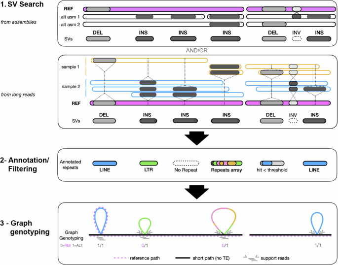 A unified framework to analyze transposable element insertion polymorphisms using graph genomes ...