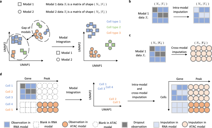 Modal-nexus auto-encoder for multi-modality cellular data integration ...