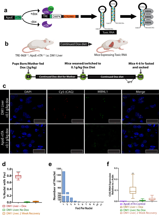 Altered drug metabolism and increased susceptibility to fatty liver ...