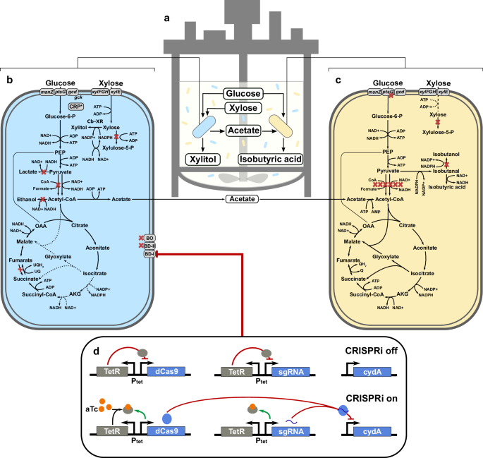 CRISPRi-mediated metabolic switch enables concurrent aerobic and ...