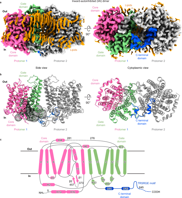 The Bor1 elevator transport cycle is subject to autoinhibition and ...