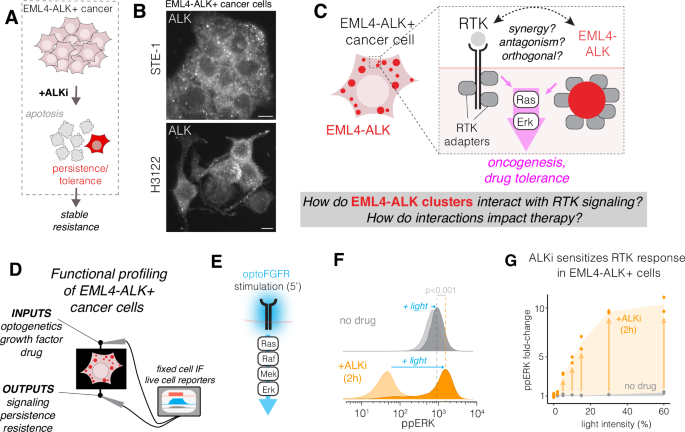 Oncogenic EML4-ALK assemblies suppress growth factor perception and ...