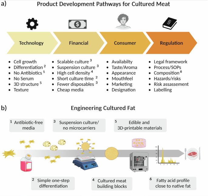 Dynamically cultured, differentiated bovine adipose-derived stem cell ...