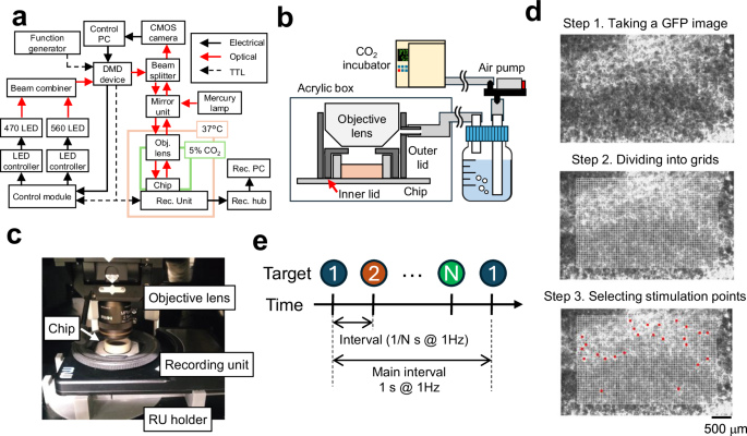 Revealing single-neuron and network-activity interaction by combining ...