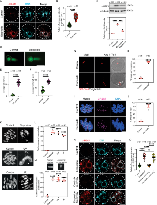 Increased DNA damage in full-grown oocytes is correlated with ...