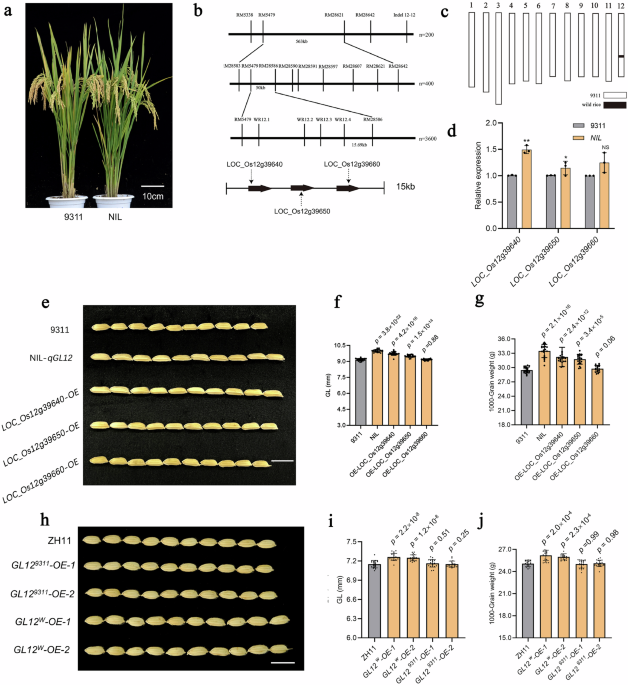Wild rice GL12 synergistically improves grain length and salt tolerance ...