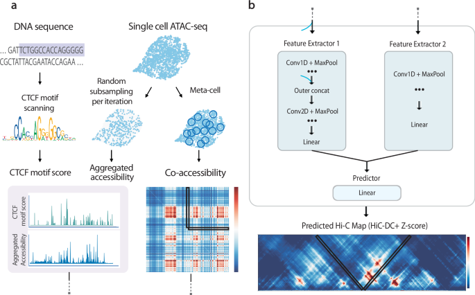 ChromaFold predicts the 3D contact map from single-cell chromatin accessibility | Nature ...