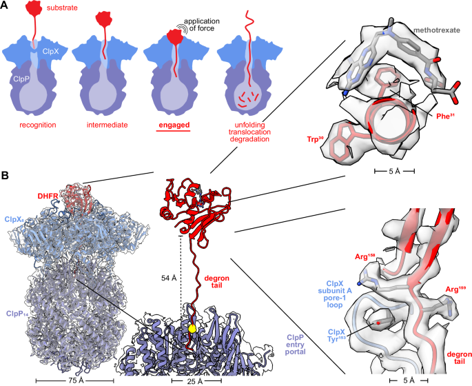 A proteolytic AAA+ machine poised to unfold protein substrates | Nature ...