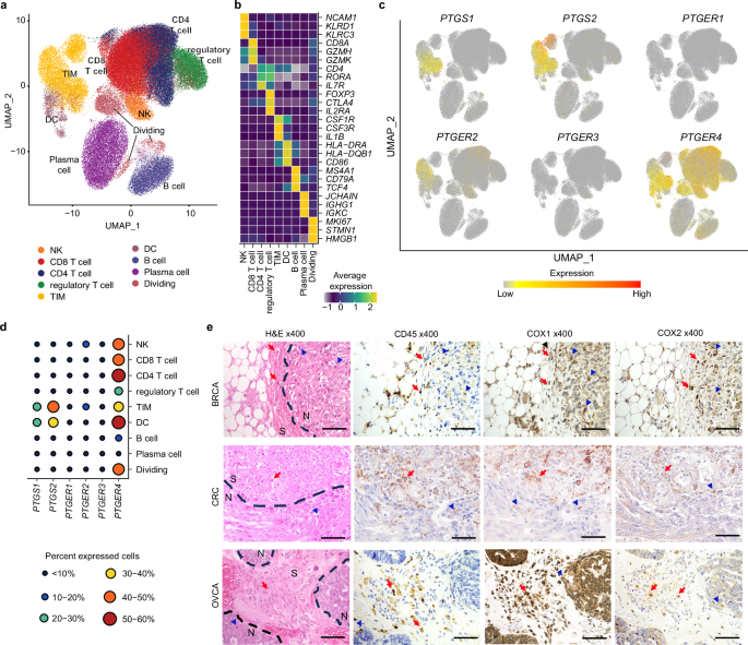 Prostaglandin E2-EP2/EP4 signaling induces immunosuppression in human ...