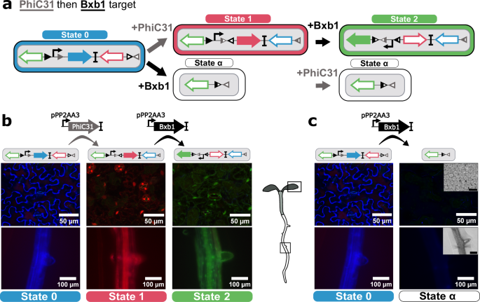 A history-dependent integrase recorder of plant gene expression with ...