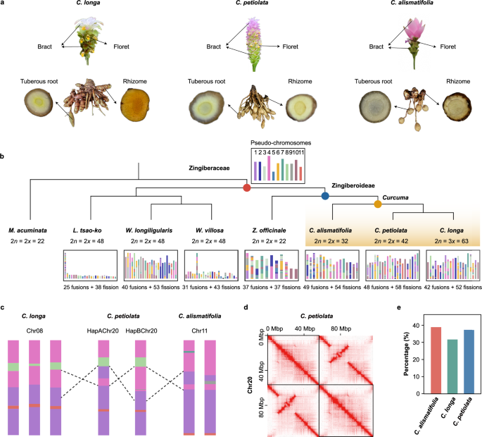 Inversions encounter relaxed genetic constraints and balance birth and ...