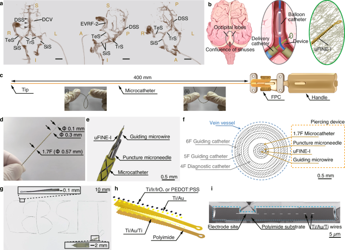 Intravascular delivery of an ultraflexible neural electrode array for ...