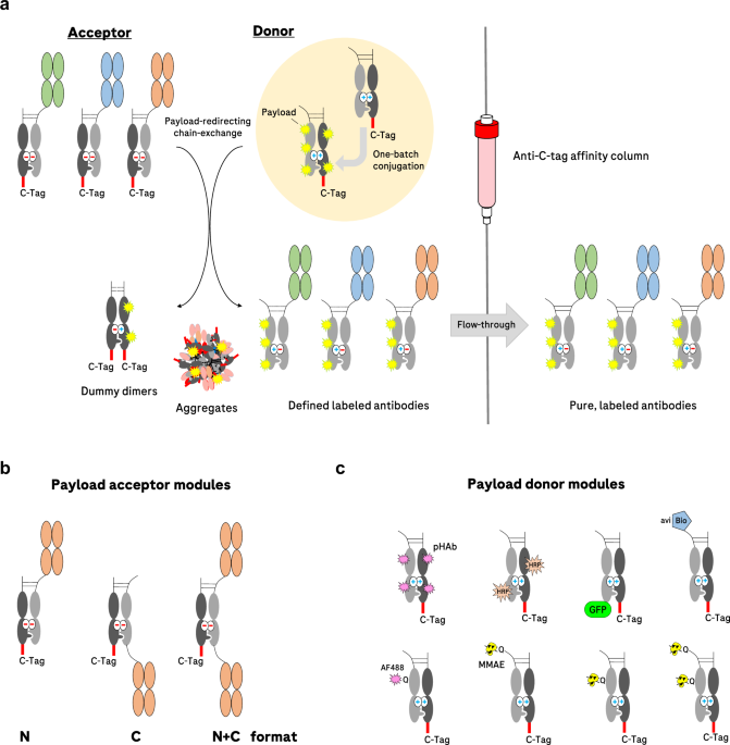 Generation of binder-format-payload conjugate-matrices by antibody ...