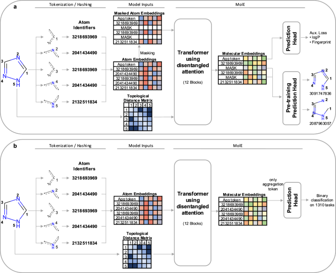 MolE: a foundation model for molecular graphs using disentangled attention | Nature Communications