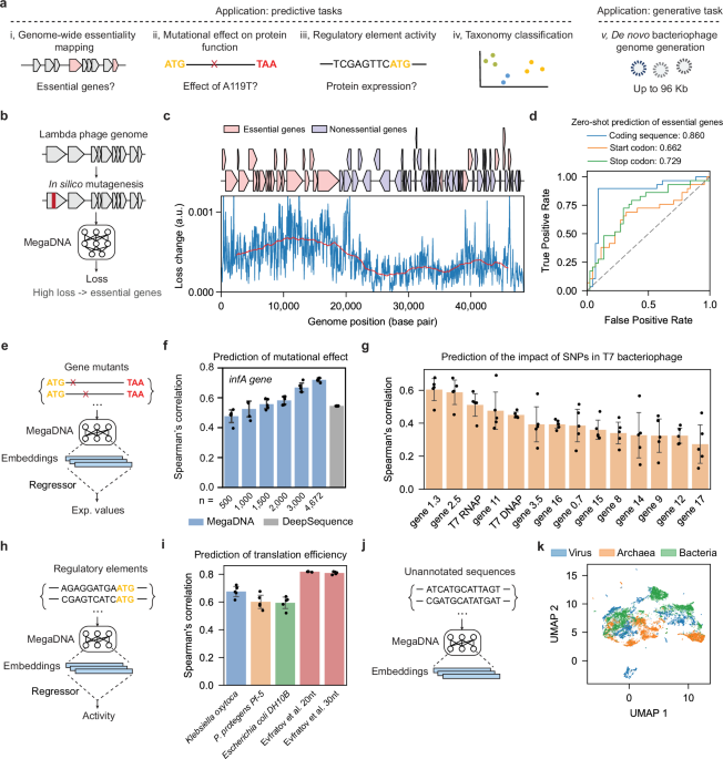A long-context language model for deciphering and generating bacteriophage genomes | Nature ...