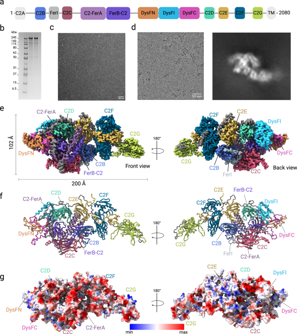 Cryo-EM structures of the membrane repair protein dysferlin | Nature ...