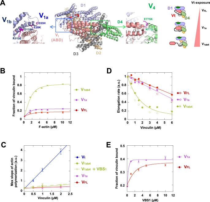 Talin and vinculin combine their activities to trigger actin assembly ...