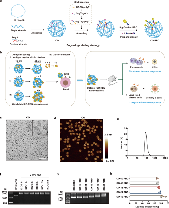 Rationally designed multimeric nanovaccines using icosahedral DNA ...