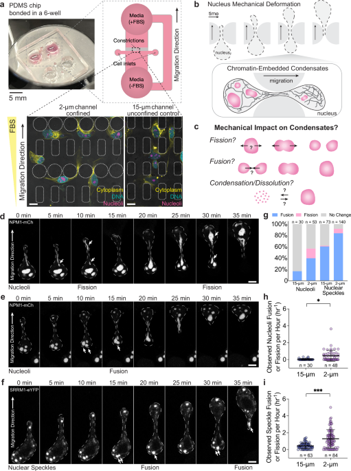 Chromatin compaction during confined cell migration induces and ...