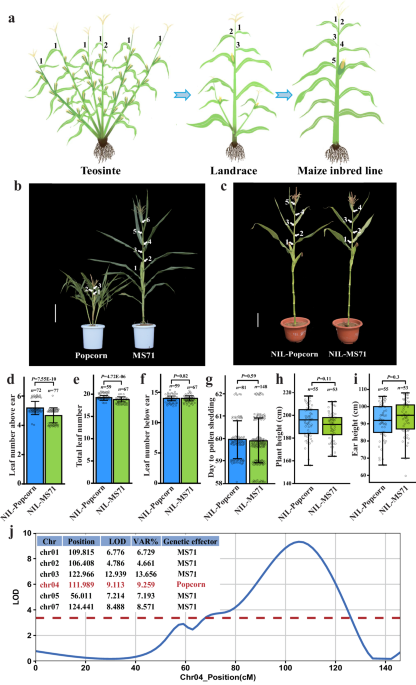 MADS-box encoding gene Tunicate1 positively controls maize yield by ...