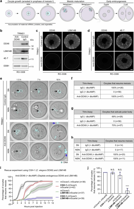 Two mechanisms repress cyclin B1 translation to maintain prophase ...