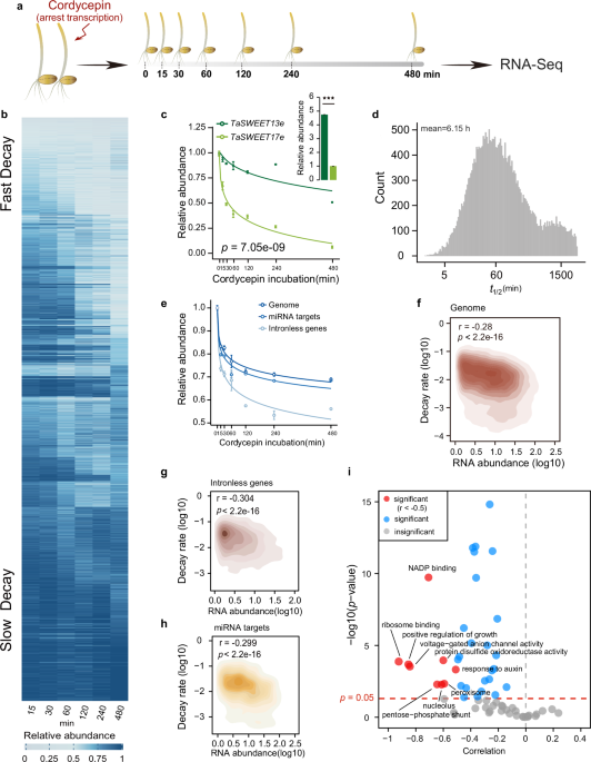 Unveiling RNA structure-mediated regulations of RNA stability in wheat ...