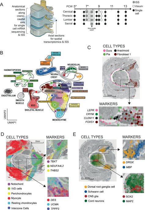 HOX gene expression in the developing human spine | Nature Communications