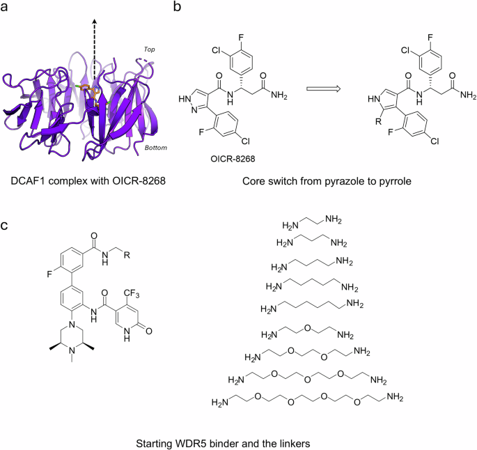 Crystal structures of DCAF1-PROTAC-WDR5 ternary complexes provide ...
