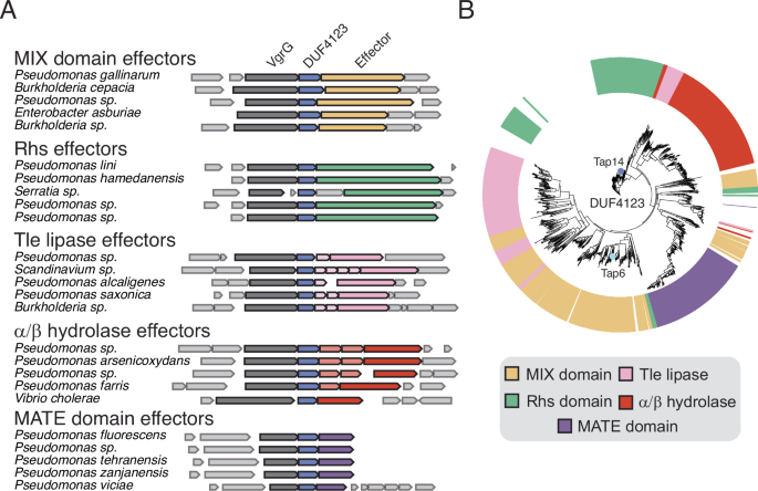 A widespread accessory protein family diversifies the effector ...