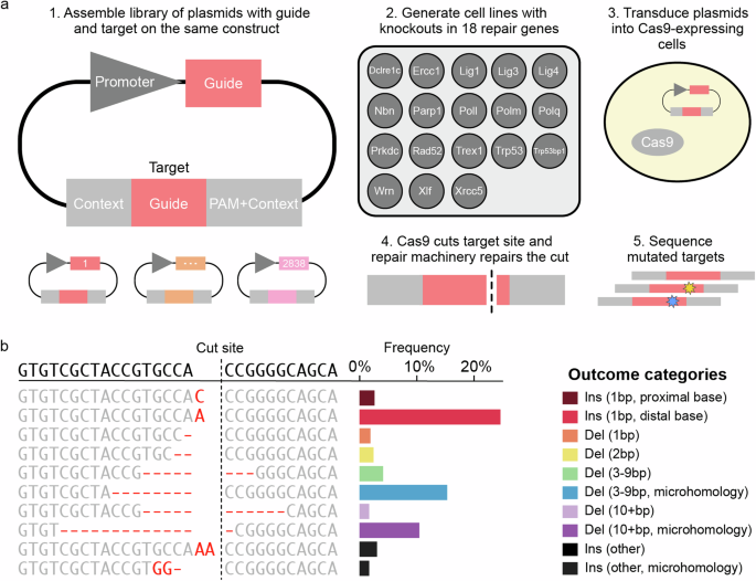 The interplay of DNA repair context with target sequence predictably biases Cas9-generated ...