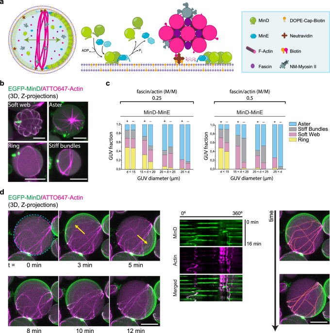 Self-organized spatial targeting of contractile actomyosin rings for ...