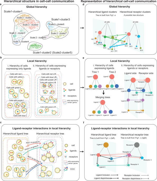 Detecting global and local hierarchical structures in cell-cell communication using CrossChat ...