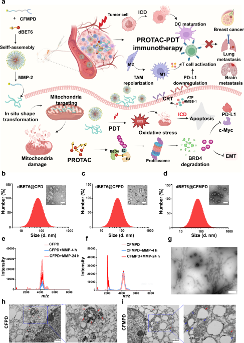 MMP-2-triggered, mitochondria-targeted PROTAC-PDT therapy of breast cancer and brain metastases ...