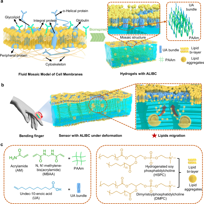 Bioinspired adaptive lipid-integrated bilayer coating for enhancing ...