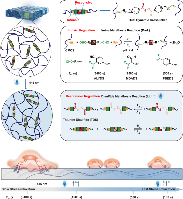 Visible light-responsive hydrogels for cellular dynamics and ...