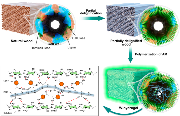 Room temperature phosphorescent wood hydrogel | Nature Communications