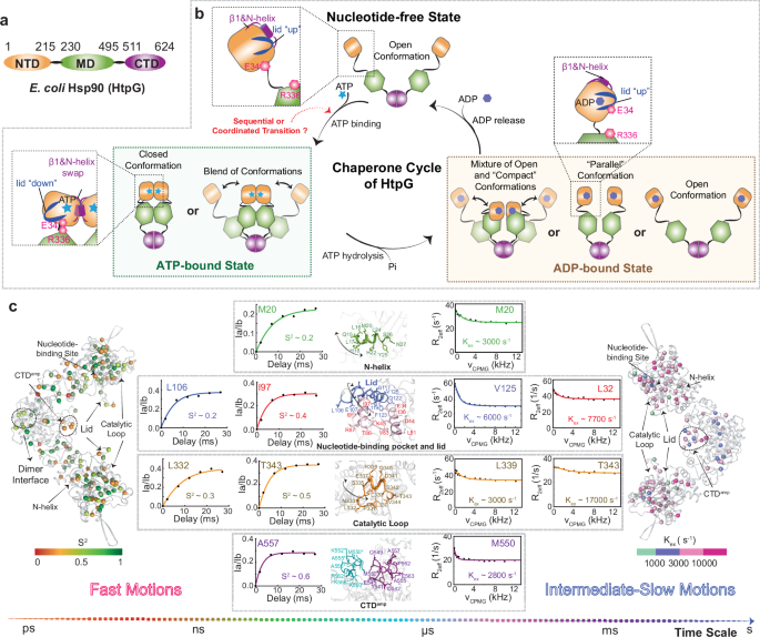 The dynamic triage interplay of Hsp90 with its chaperone cycle and client binding | Nature ...