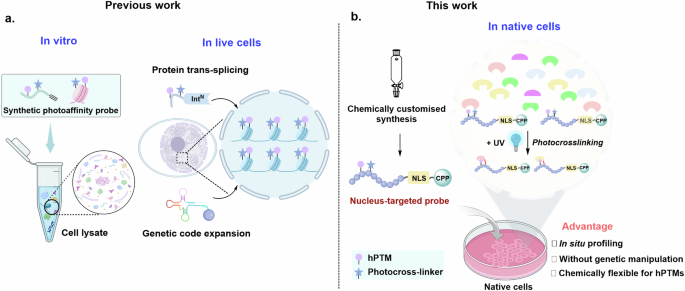 Development of nucleus-targeted histone-tail-based photoaffinity probes ...