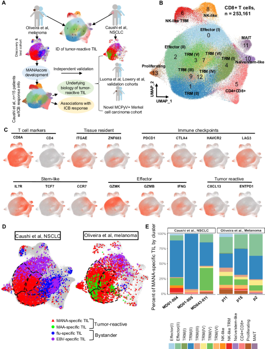 A minimal gene set characterizes TIL specific for diverse tumor ...