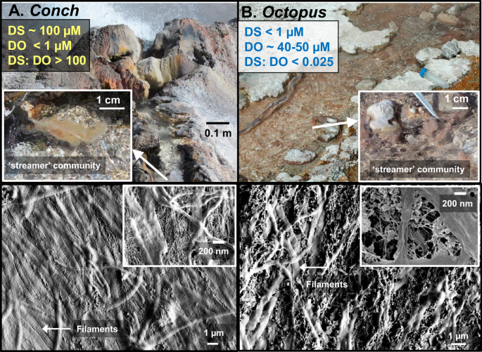 Respiratory processes of early-evolved hyperthermophiles in sulfidic ...