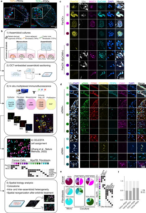 A quantitative spatial cell-cell colocalizations framework enabling ...