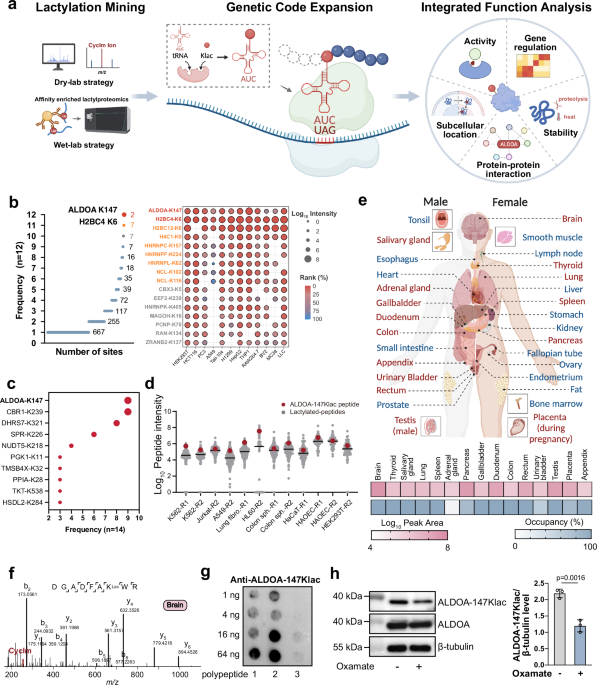 Genetic code expansion reveals site-specific lactylation in living ...
