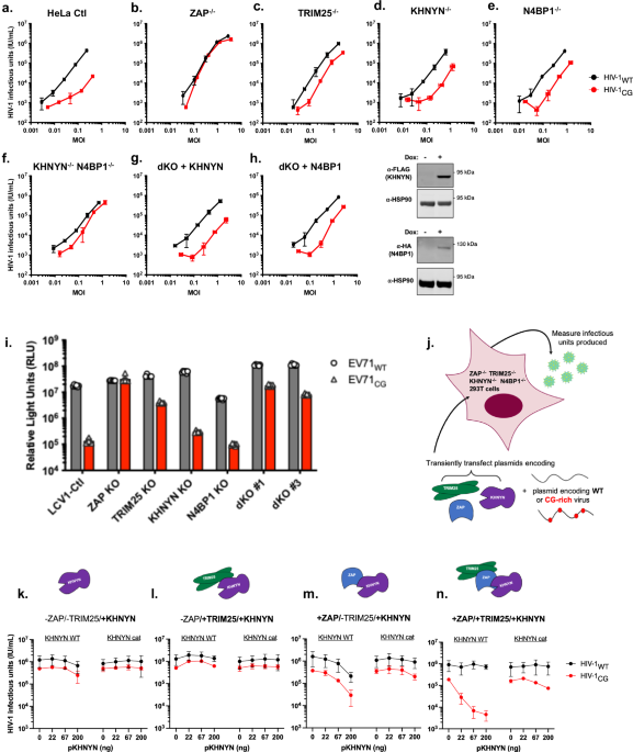 Functional anatomy of zinc finger antiviral protein complexes | Nature ...