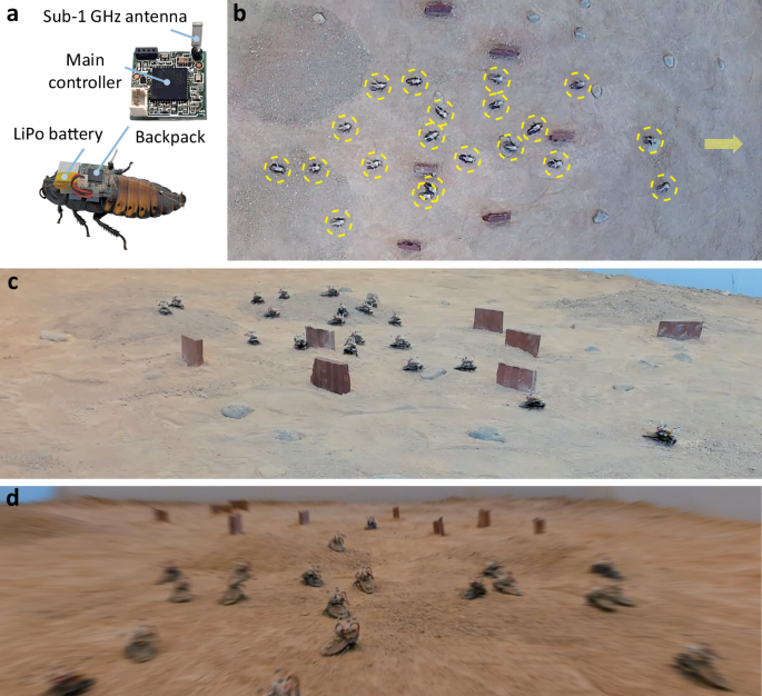 Swarm navigation of cyborg-insects in unknown obstructed soft terrain ...