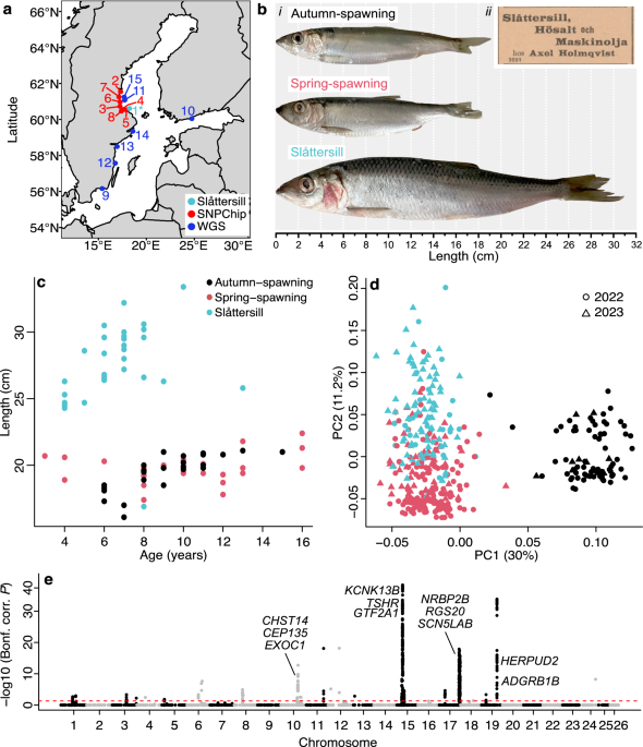 Evolution of fast-growing piscivorous herring in the young Baltic Sea ...