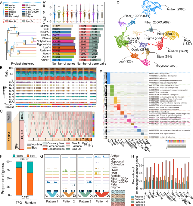 Epigenomic and 3D genomic mapping reveals developmental dynamics and ... Epigenomic and 3D genomic mapping reveals developmental dynamics and ...